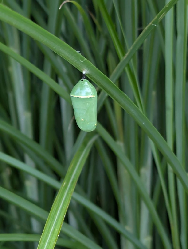 September Monarch – Ridiculouswoman